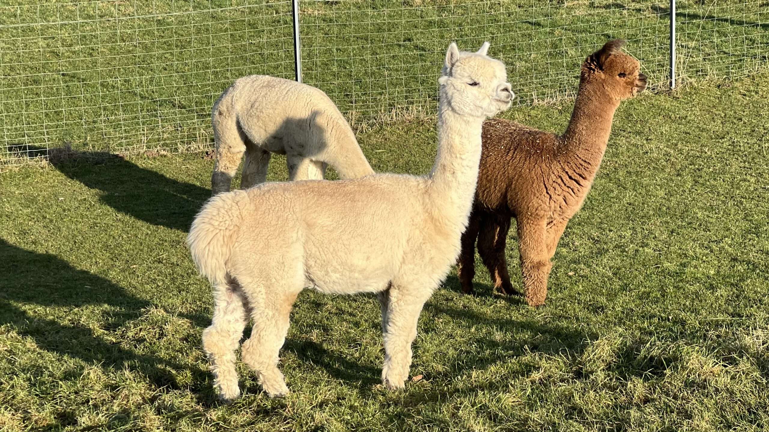 Alpakas aus dem Zuchtprogramm der Harmony Alpacas